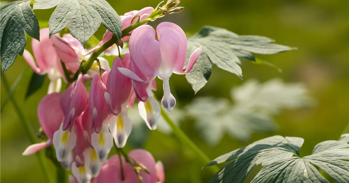 Dicentra spectabilis