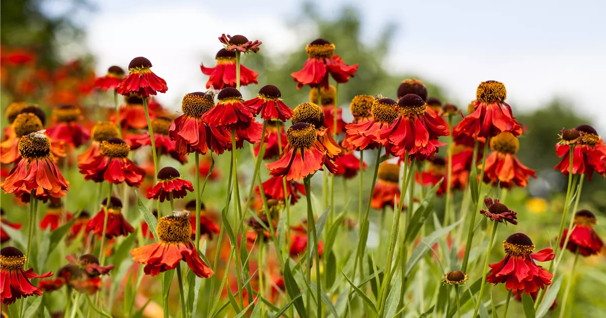 Helenium autumnale