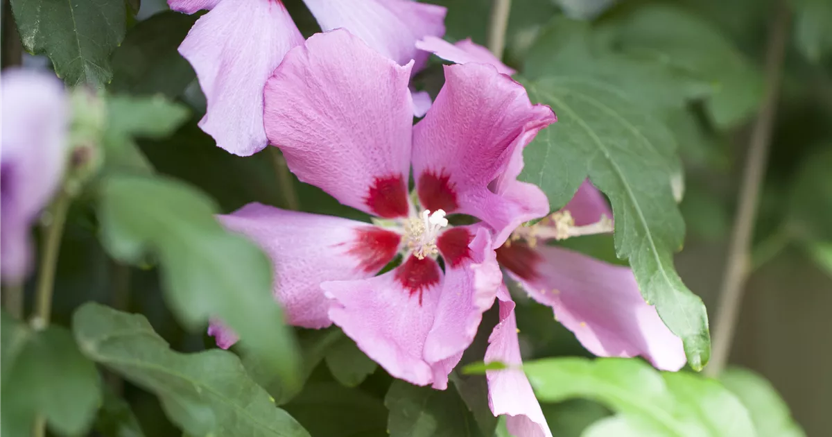 Hibiscus syriacus Woodbridge