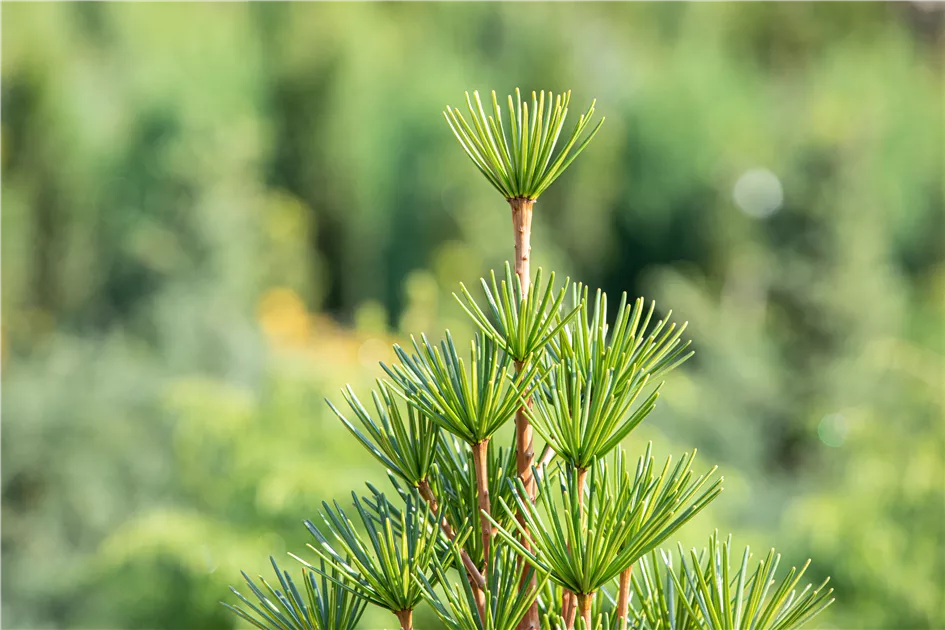 Sciadopitys verticillata store