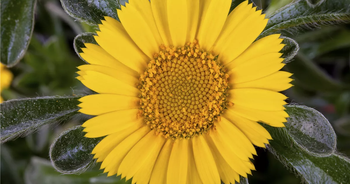 Asteriscus maritimus