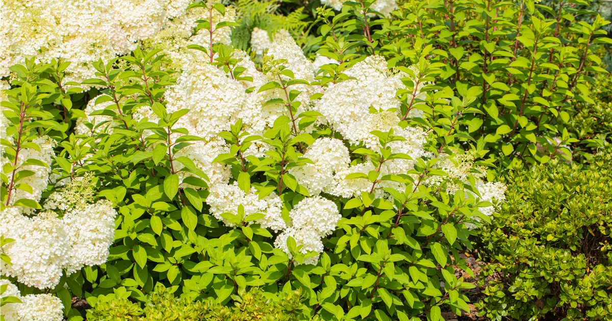 Hydrangea panic. 'Bobo' -R-