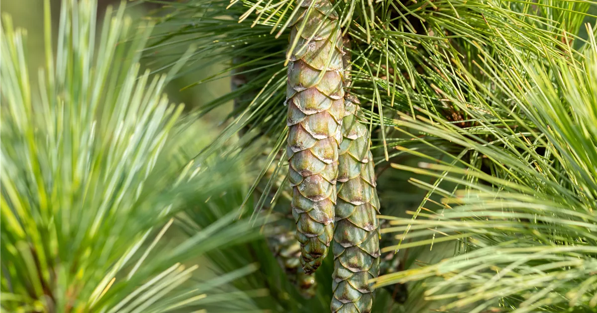 Pinus peuce