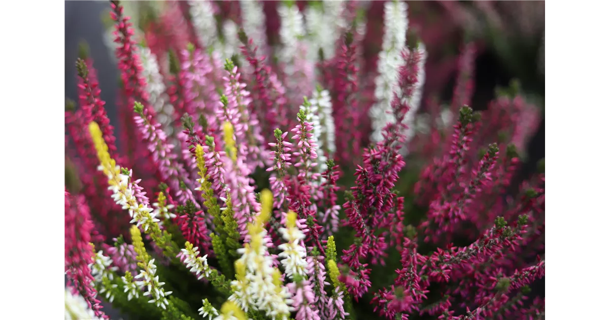 Calluna vulgaris Trio-Girls®