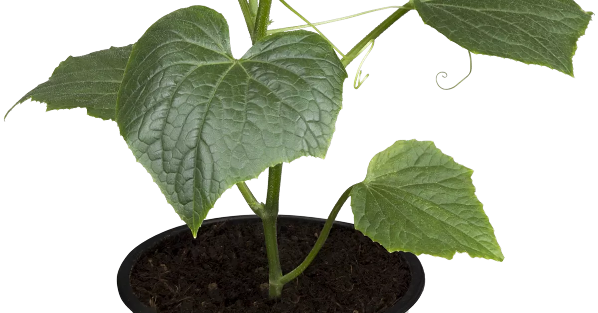Cucumis sativus