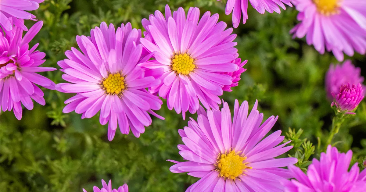 Aster dumosus, dunkelrosa